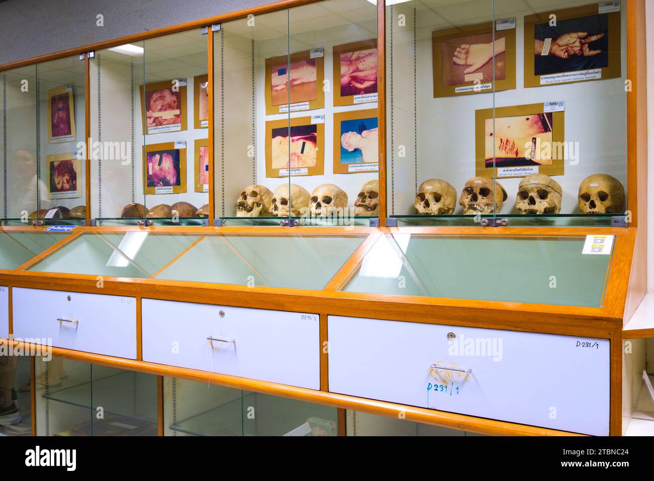 A display of many skeleton, bone, human skulls. At the Ellis ...