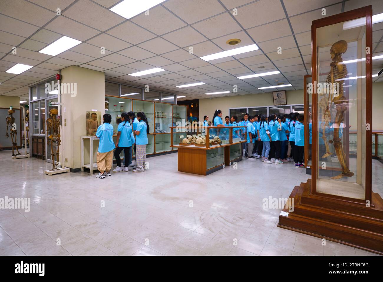 A class of school kids visiting, looking at various bone, skeleton ...