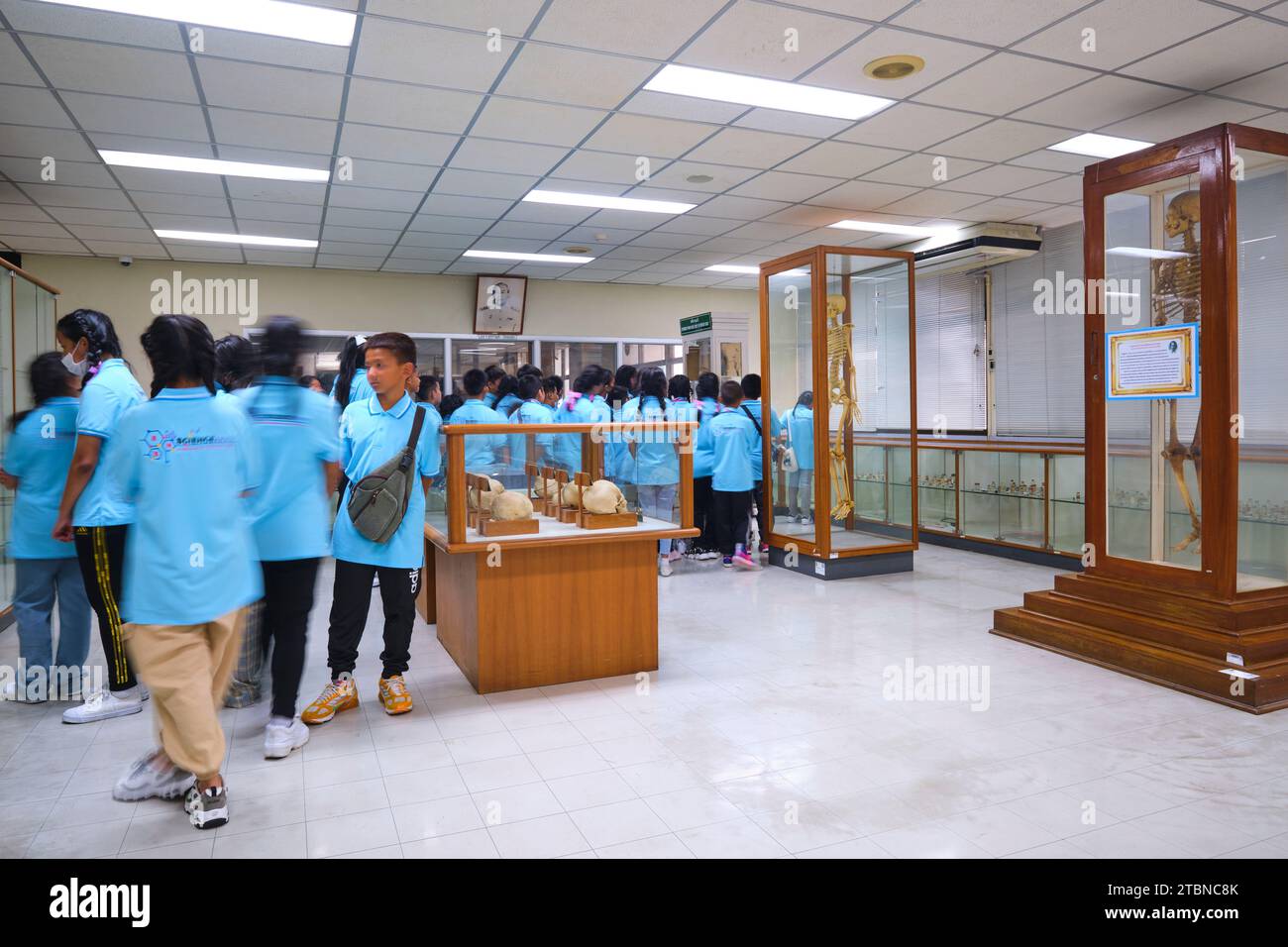A class of school kids visiting, looking at various bone, skeleton ...