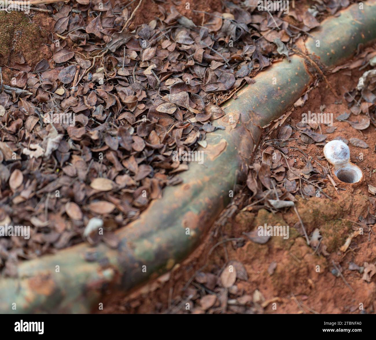 Spider's Ingenious Home with a Door, Nestled in the Forest Foliage ...