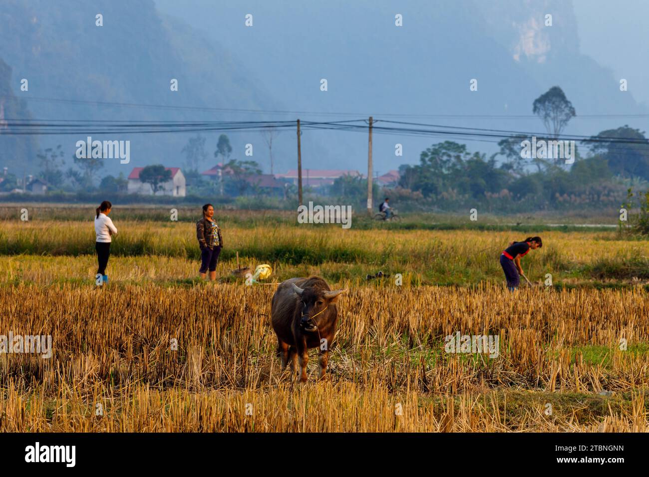 The Rice Harvest in the Bac Son Valley in Vietnam Stock Photo - Alamy