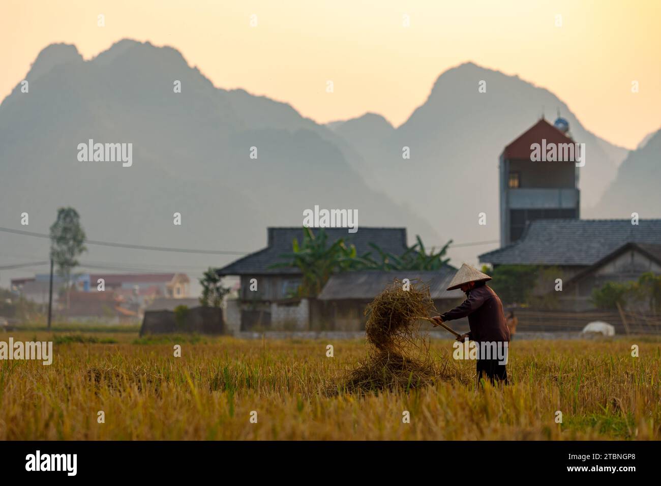 The Rice Harvest in the Bac Son Valley in Vietnam Stock Photo - Alamy