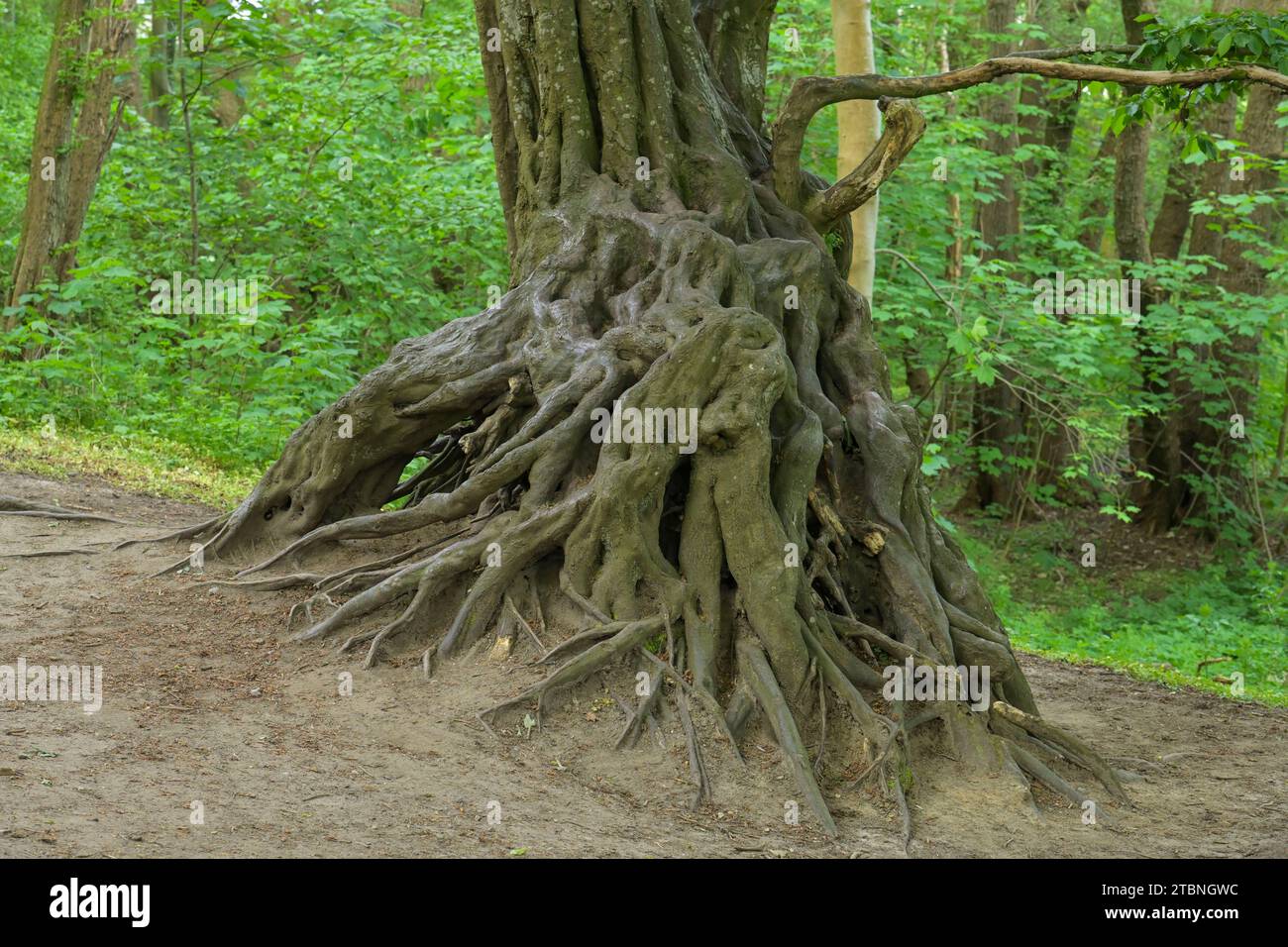 Freiliegende Wurzel, Hainbuche am Wikingermuseum Haithabu, Schleswig ...