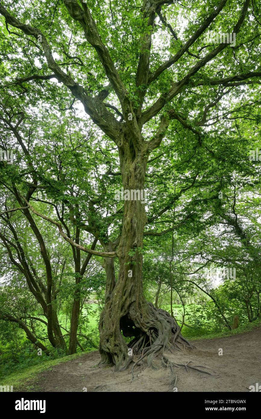 Wurzel hi-res stock photography and images - Alamy