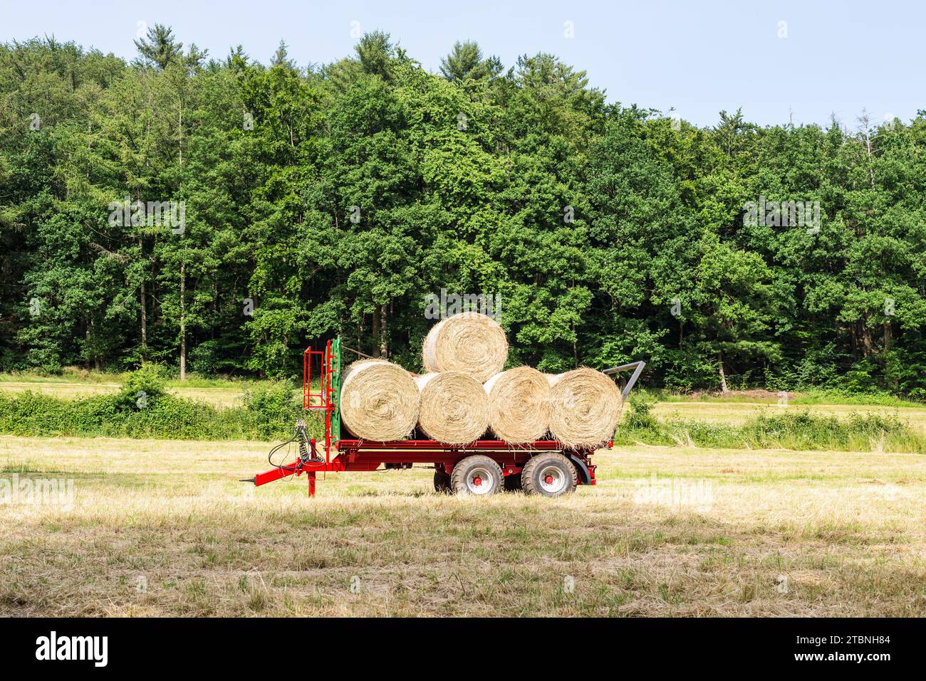 Newly baled round hay bales are loaded onto a truck trailer for ...