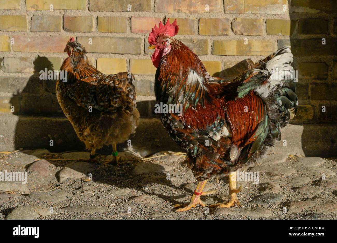 Huhnerhaltung hi-res stock photography and images - Alamy