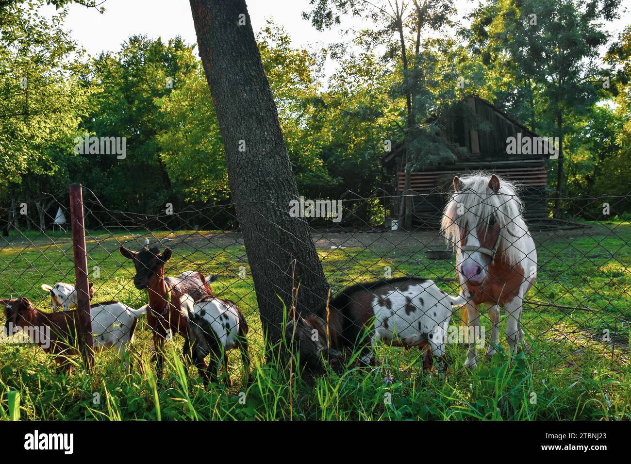 Domestic animals in a wire-fenced country yard. Green grass and the ...