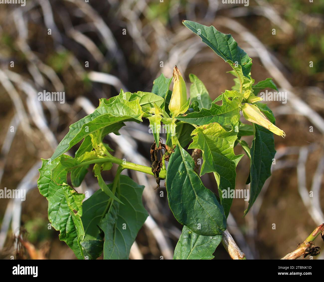 Withered blossom and leaves of the toxic thorn apple (Datura stramonium ...