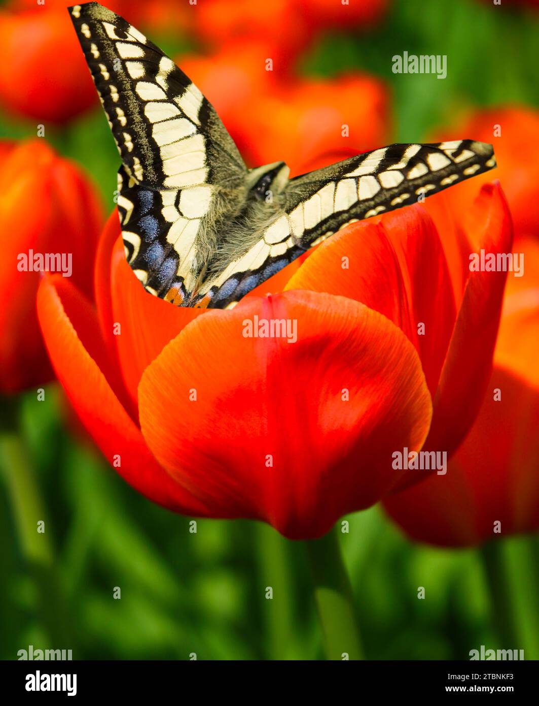 Dragon tulip hi-res stock photography and images - Alamy