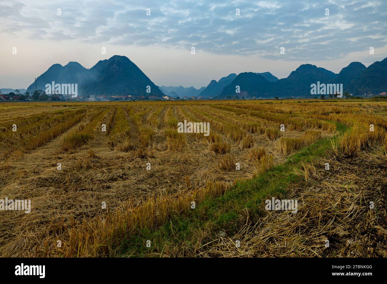 Rice fields in the Bac Son Valley of Vietnam at Sunset Stock Photo - Alamy