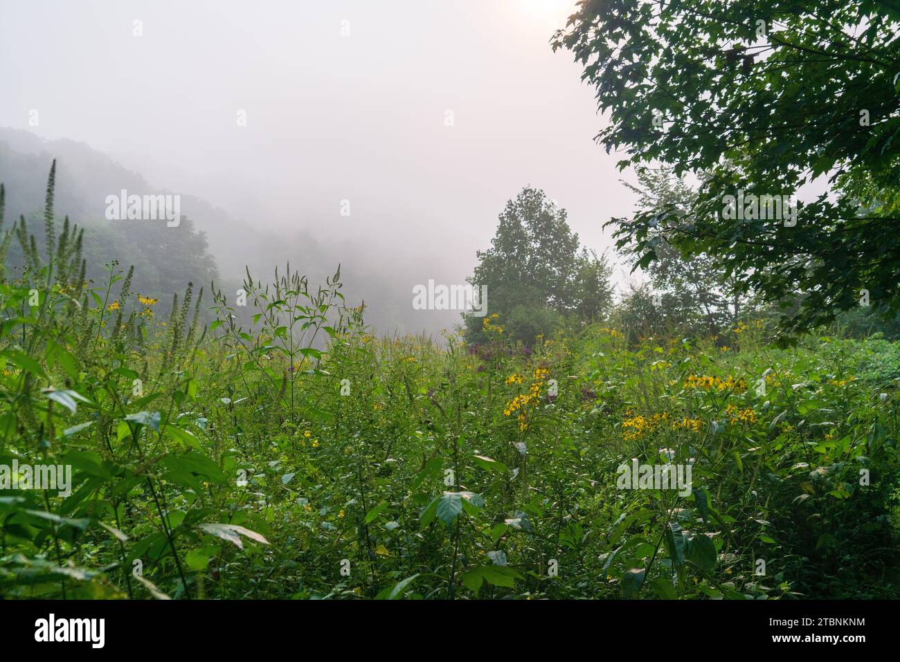 An Overlook with Fog at Cuyahoga Valley National Park in Ohio Stock ...