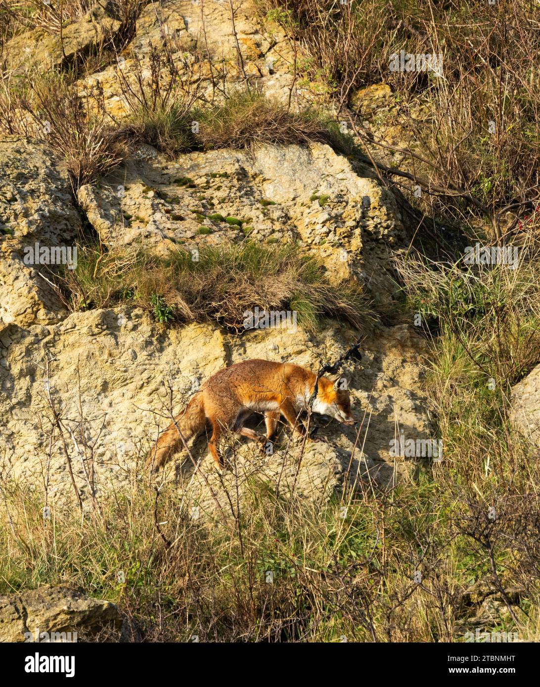 Generalised diet hi-res stock photography and images - Alamy