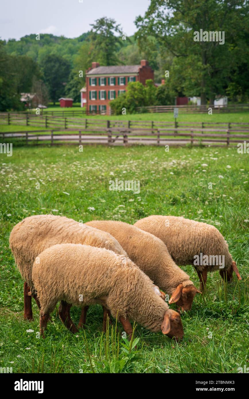 Sheep at the Hale Farm Village, Cuyahoga Valley National Park in Ohio ...