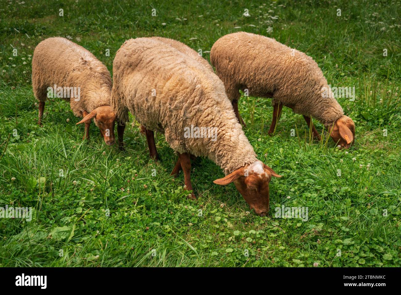 Sheep at the Hale Farm Village, Cuyahoga Valley National Park in Ohio ...