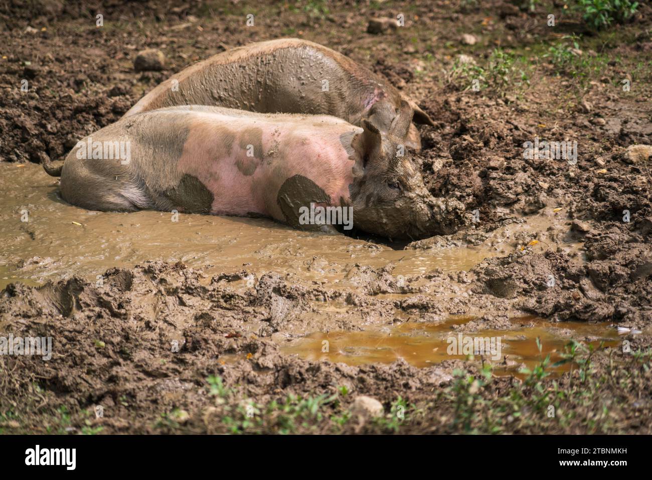Pigs at the Hale Farm Village, Cuyahoga Valley National Park in Ohio ...