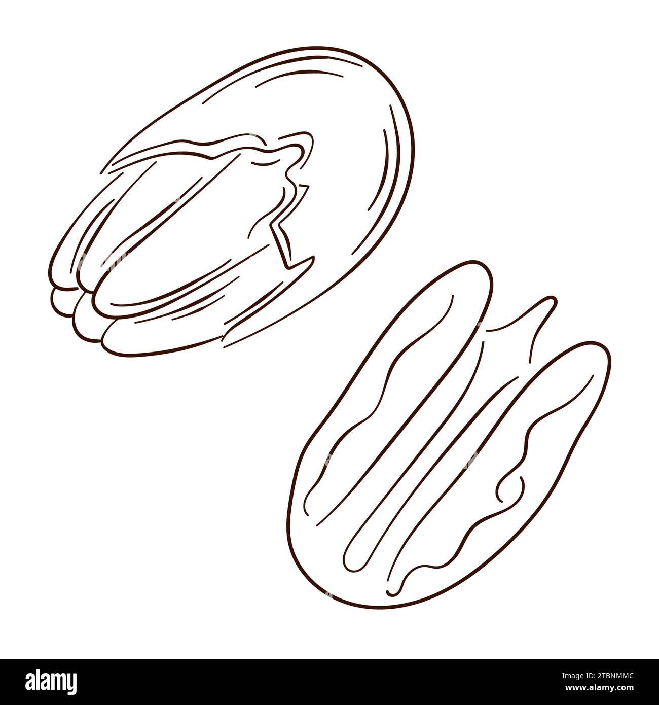 Pecan icons line art style. Hand drawn sketch for food menu, coloring ...