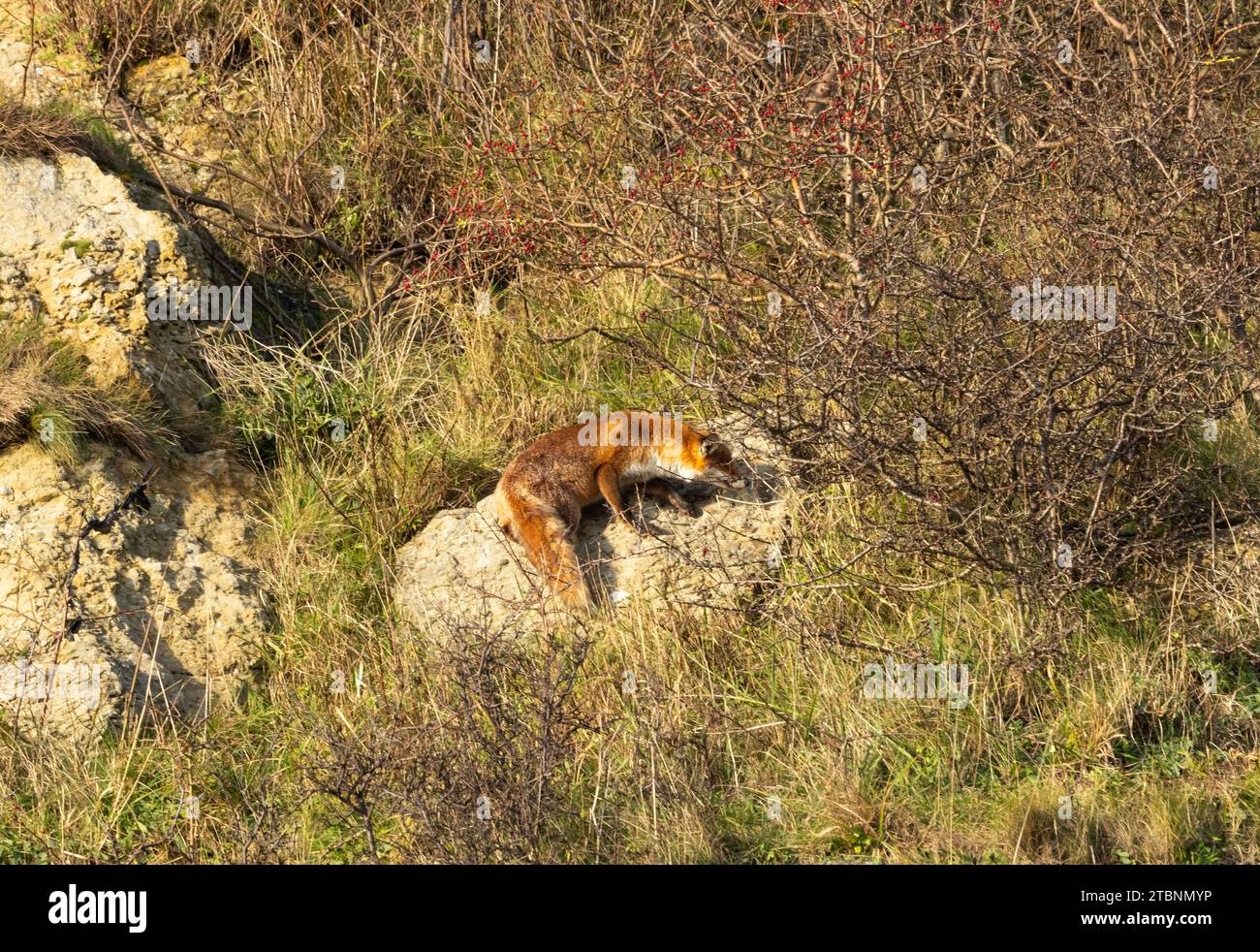 A Fox scampers around the rocks at the base of coastal cliffs in search ...