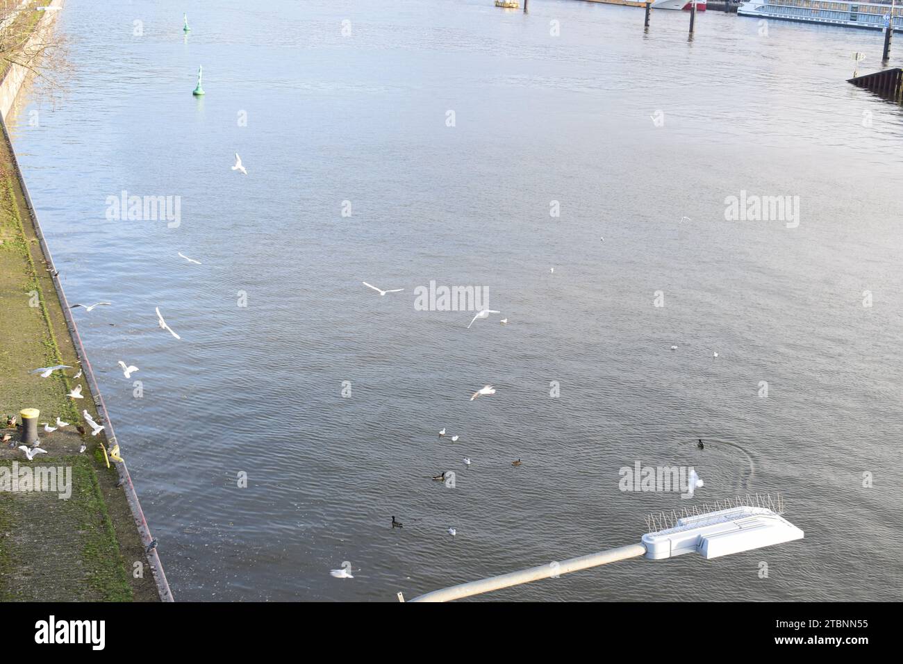 wild birds gathering at a food place in town Stock Photo - Alamy