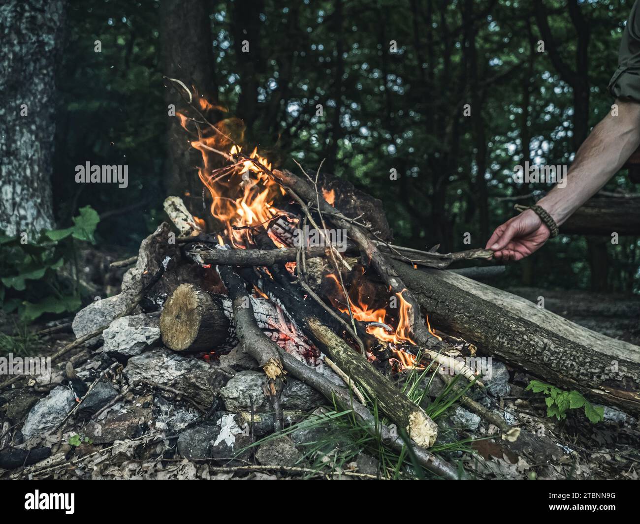 Man hands feeding putting logs firewood on a forest campfire, no face ...