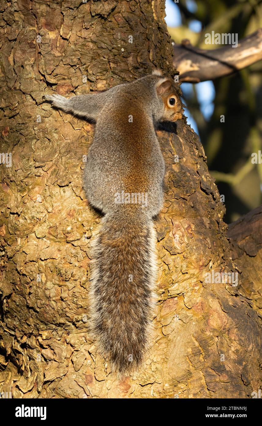 A Grey Squirrel suns itself on a tree trunk. They were introduced into ...