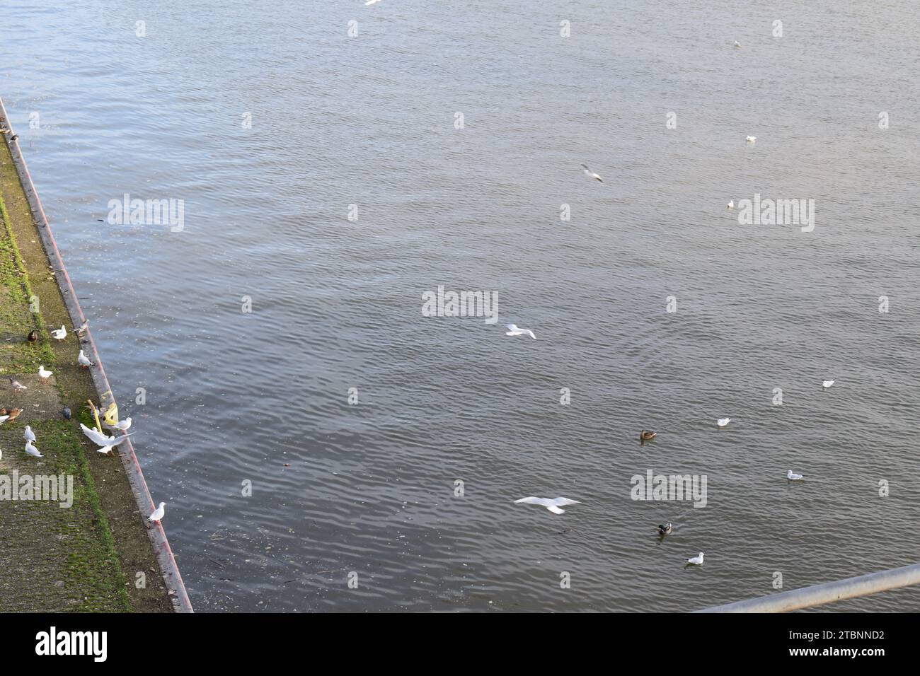 wild birds gathering at a food place in town Stock Photo - Alamy