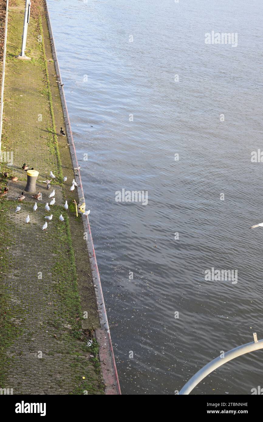 wild birds gathering at a food place in town Stock Photo - Alamy