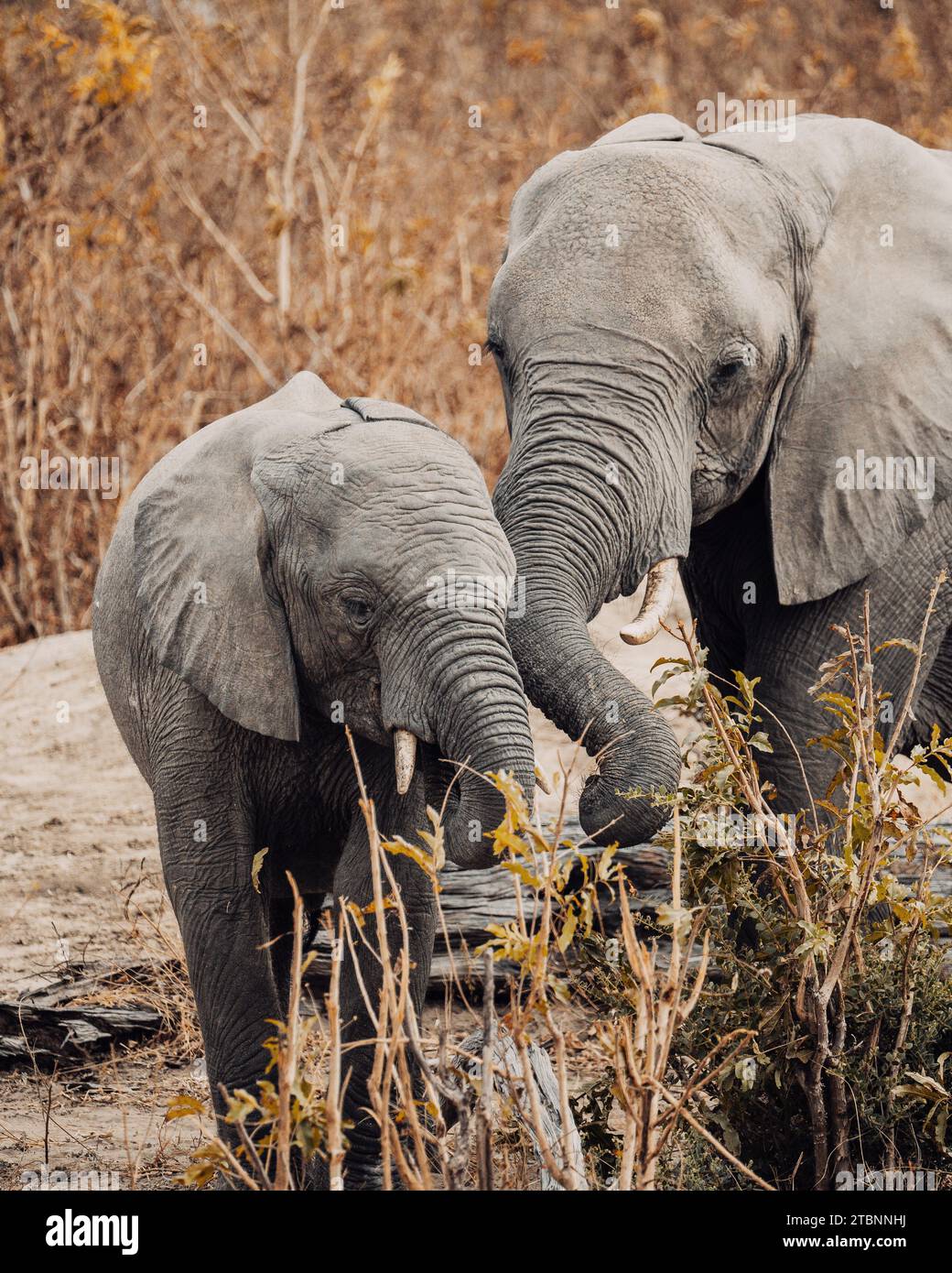 African ecosystem hi-res stock photography and images - Alamy