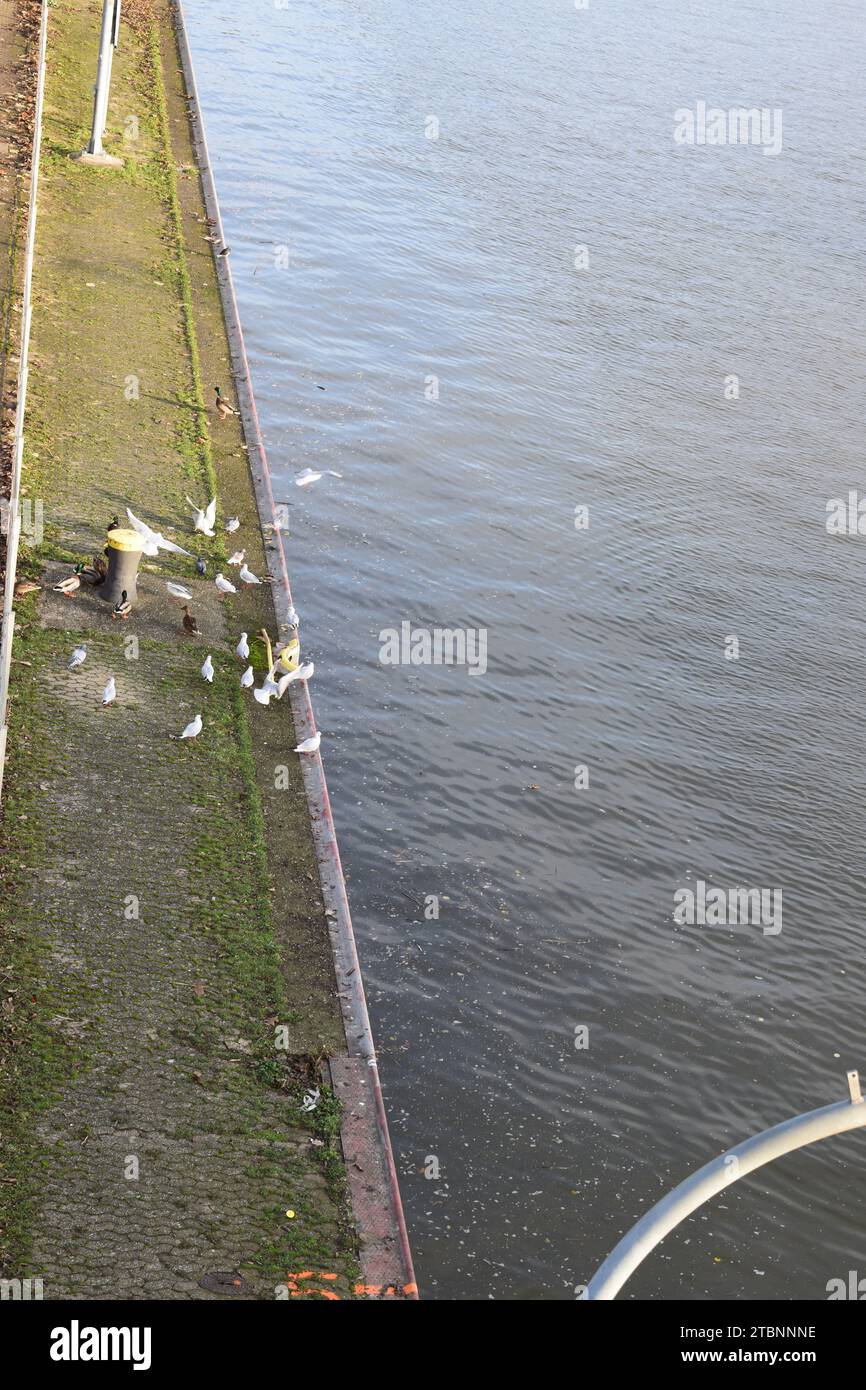 wild birds gathering at a food place in town Stock Photo - Alamy