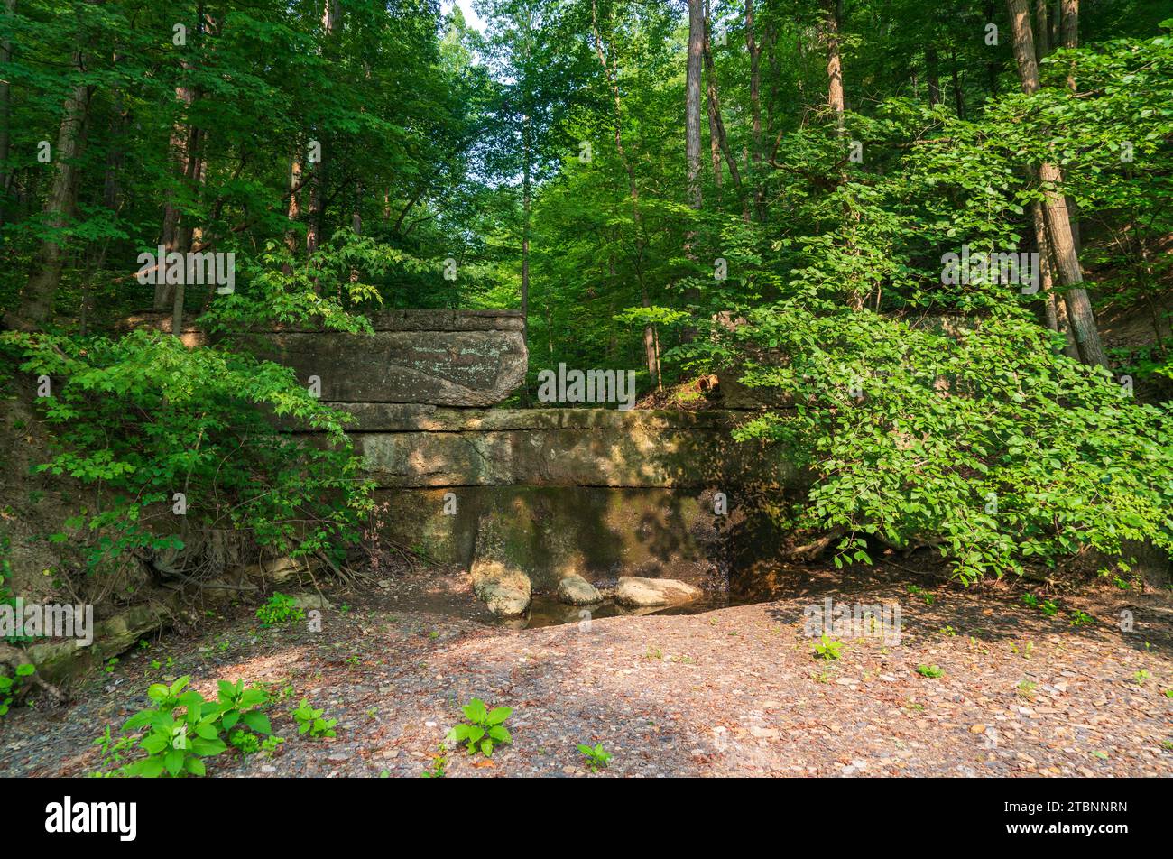The Forest Floor, Cuyahoga Valley National Park in Ohio, USA Stock ...