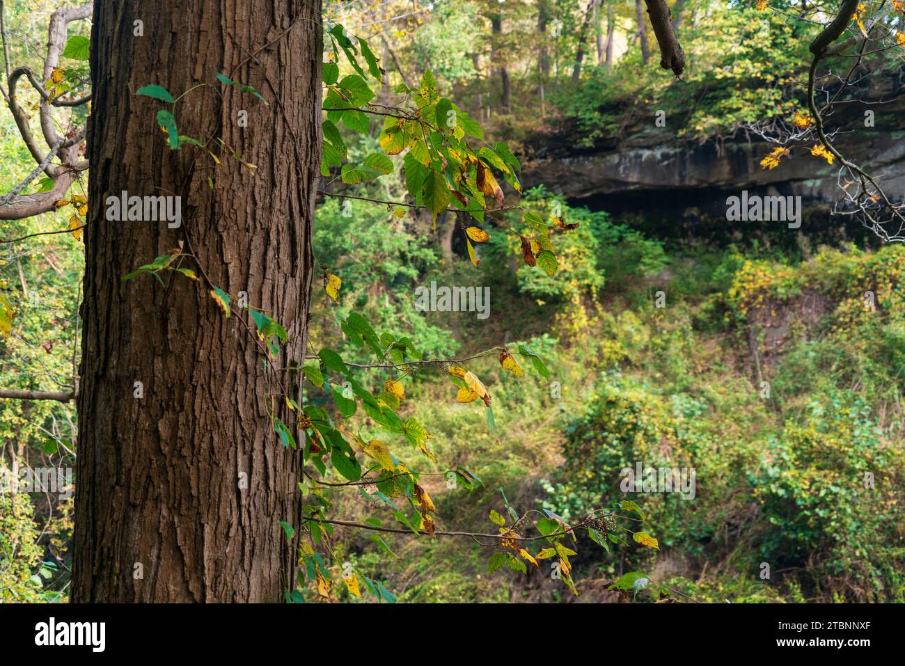 The Autumn Forest at Cuyahoga Valley National Park in Ohio Stock Photo ...