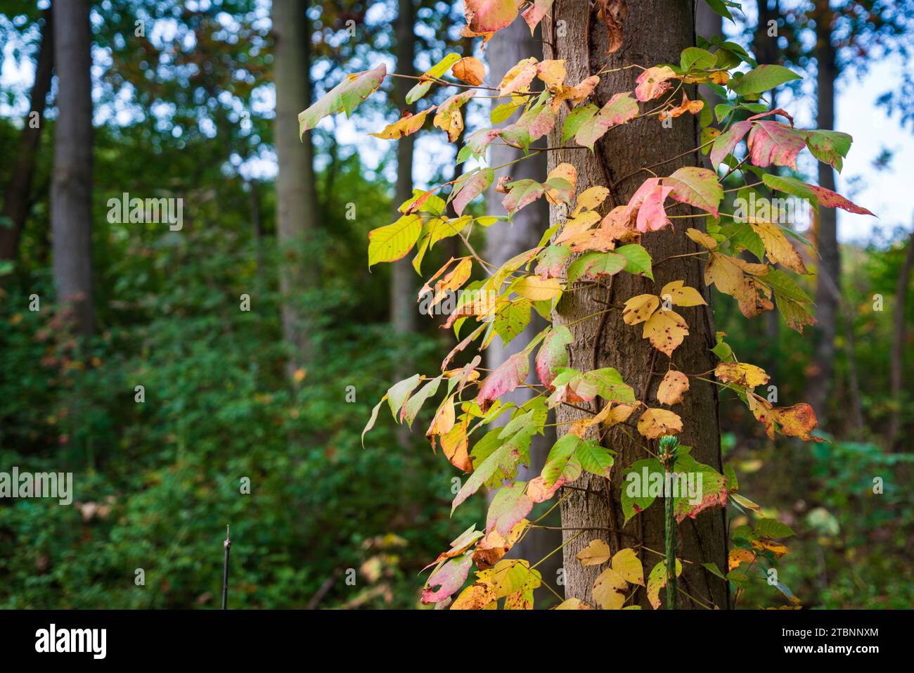The Autumn Forest at Cuyahoga Valley National Park in Ohio Stock Photo ...