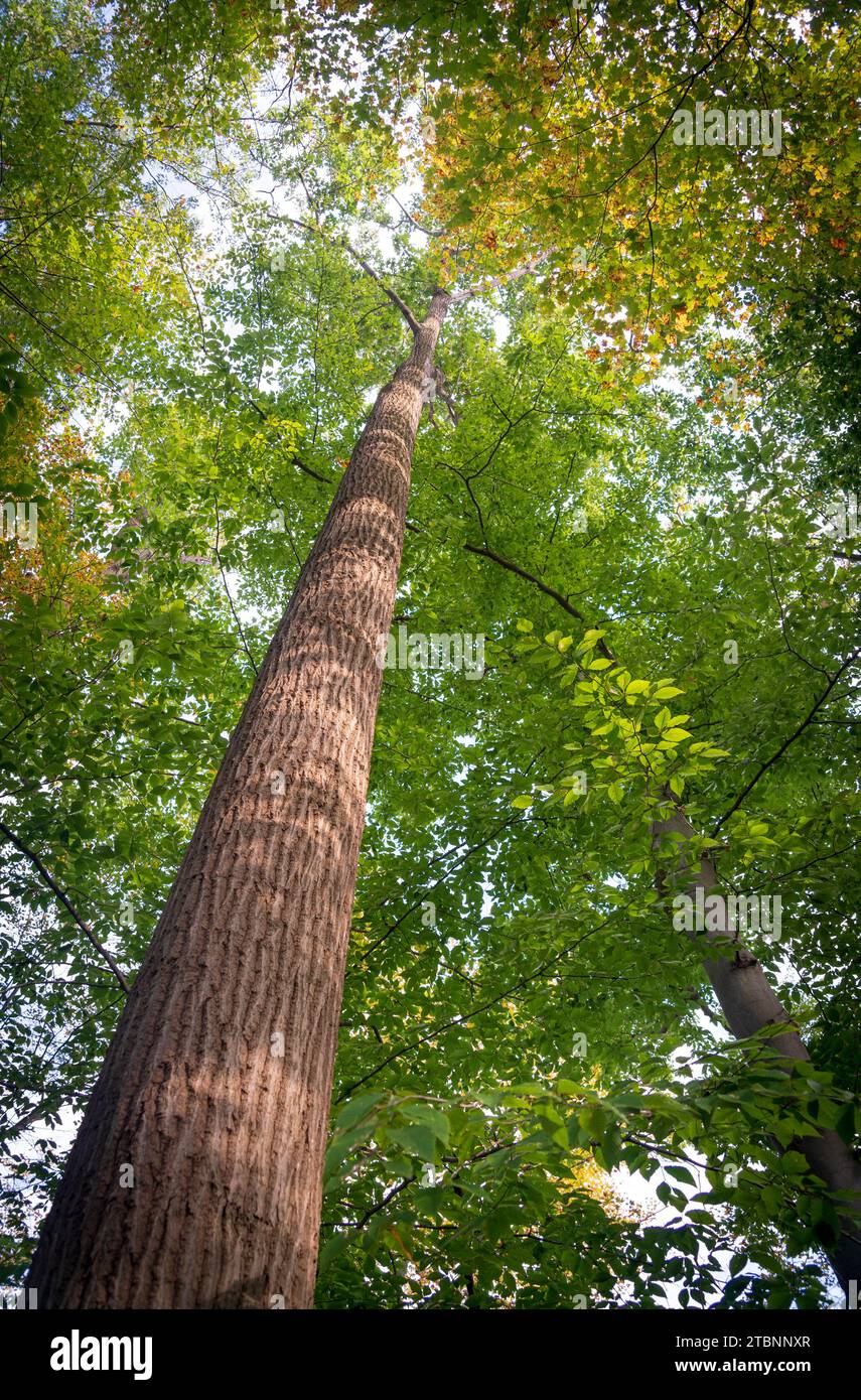 Park trails under the canopy hi-res stock photography and images - Alamy