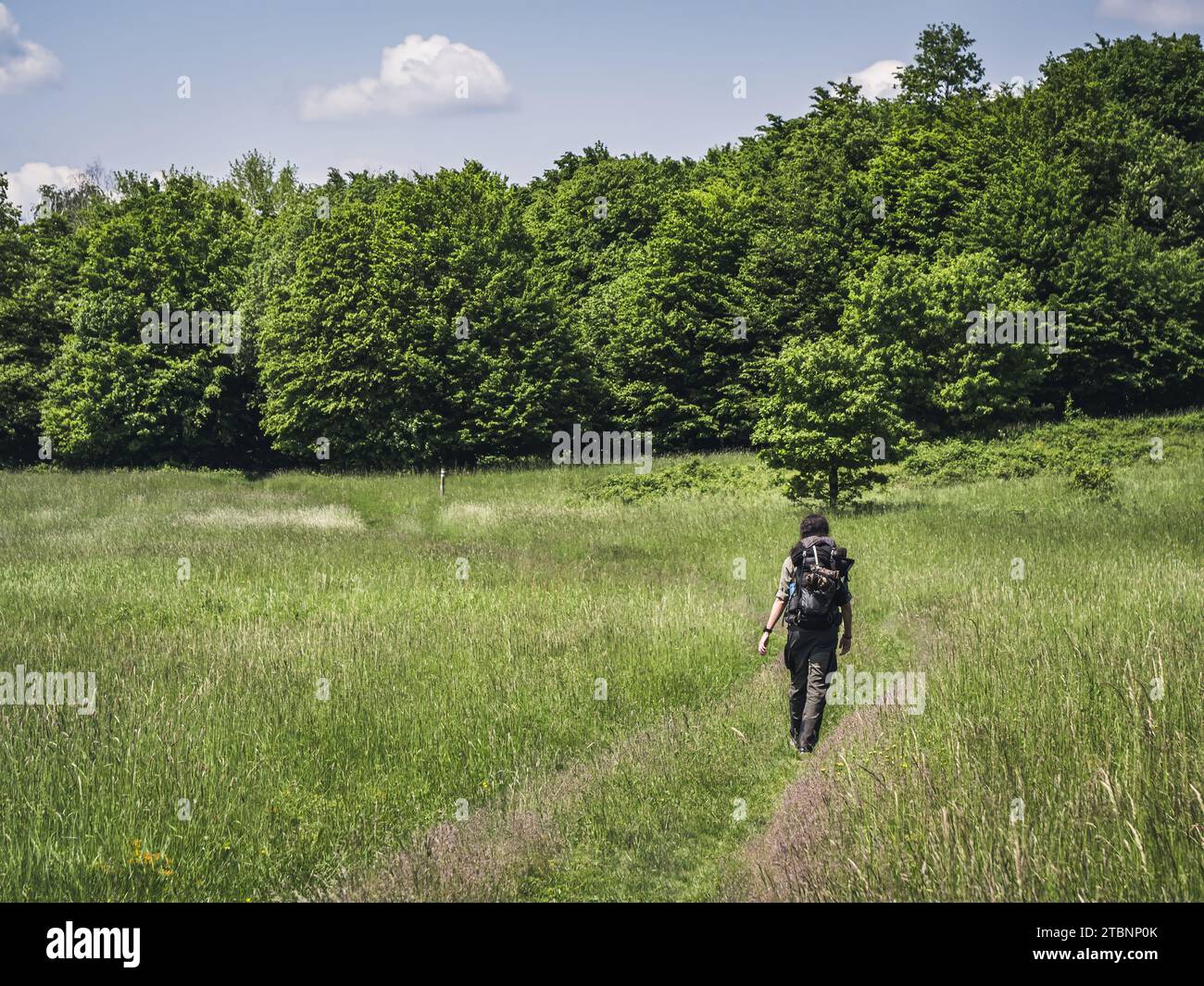 One male backpacking hiking man walking into a forest, long grass, lush ...