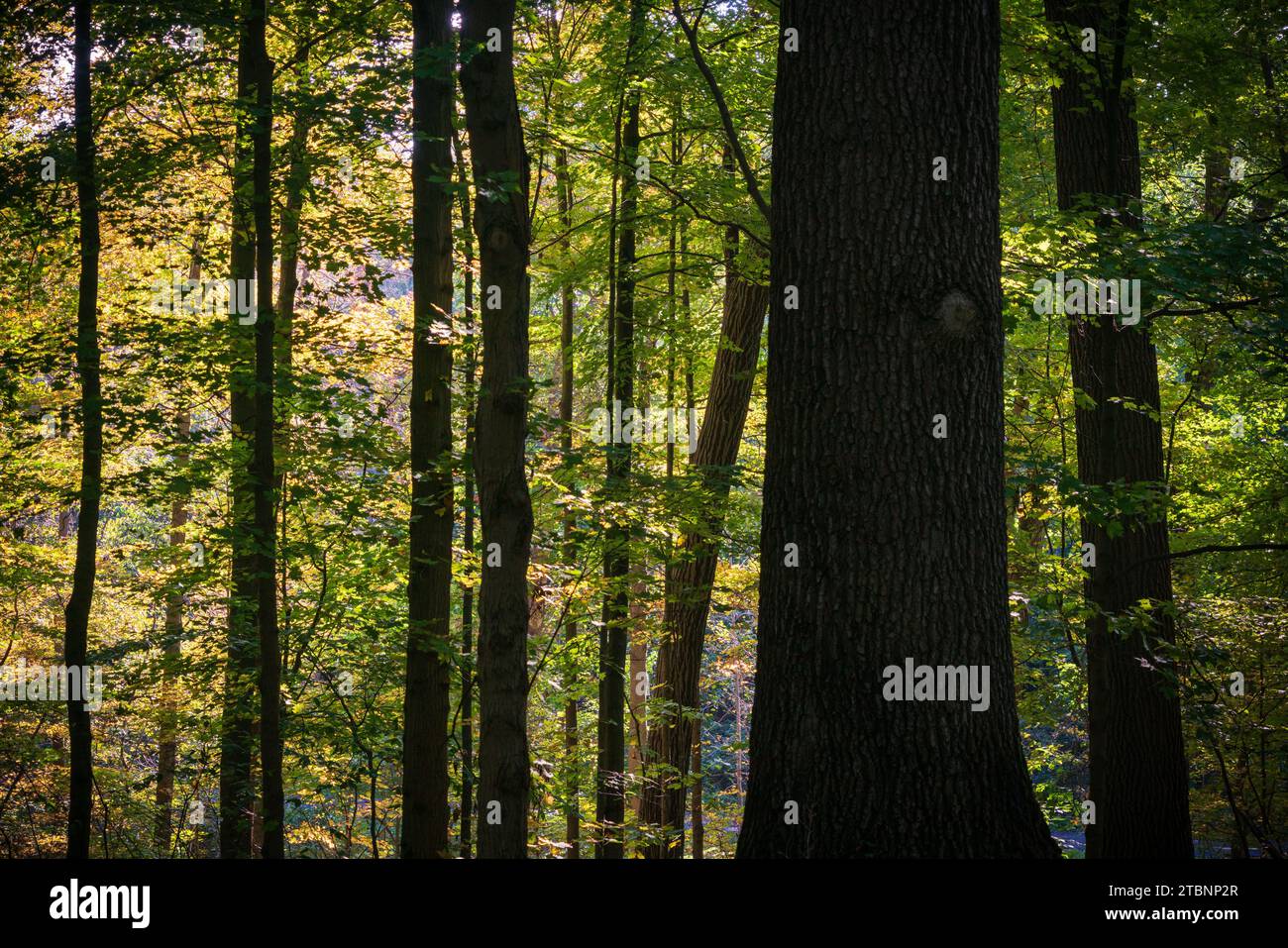 The Autumn Forest at Cuyahoga Valley National Park in Ohio Stock Photo ...
