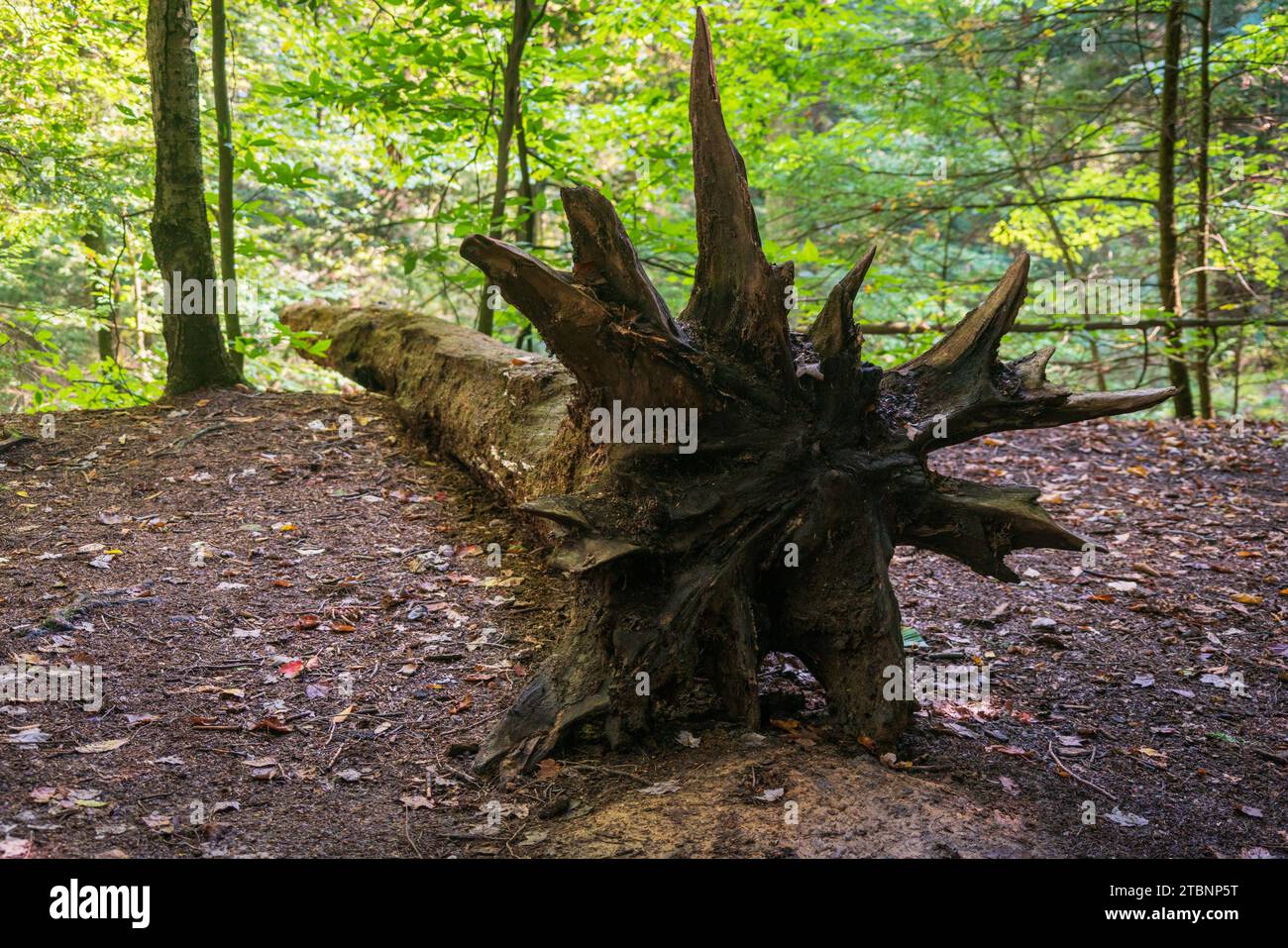 The Forest Floor, Cuyahoga Valley National Park in Ohio, USA Stock ...