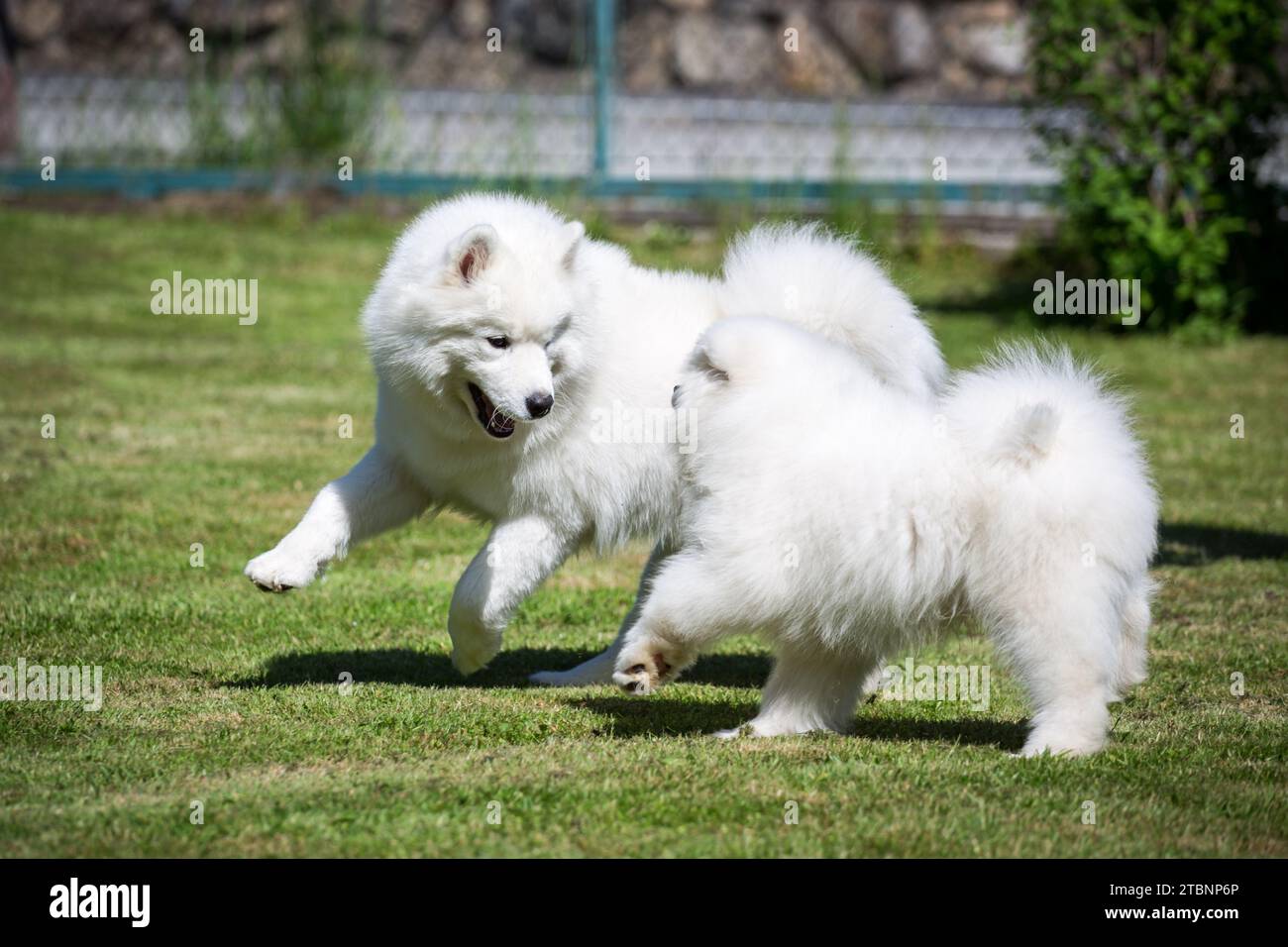 Nature of samoyeds hi-res stock photography and images - Alamy