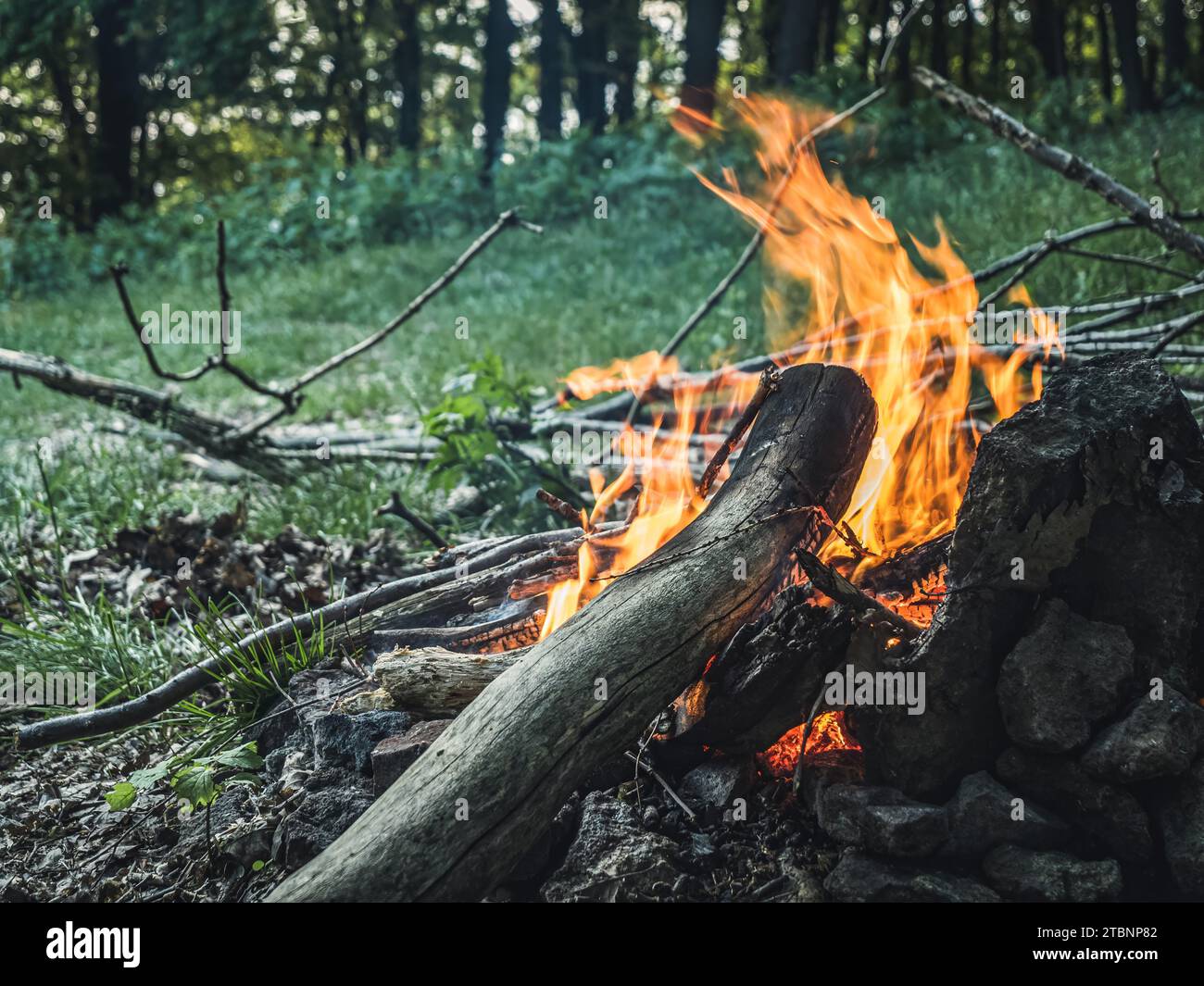 Burning campfire flames in a summer forest, wooden logs, no people ...