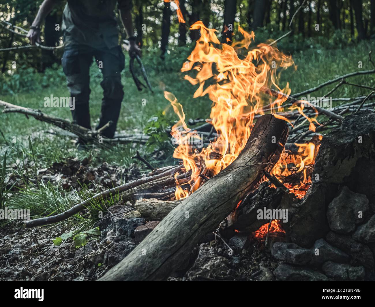 Man hands feeding putting logs firewood on a forest campfire, no face ...