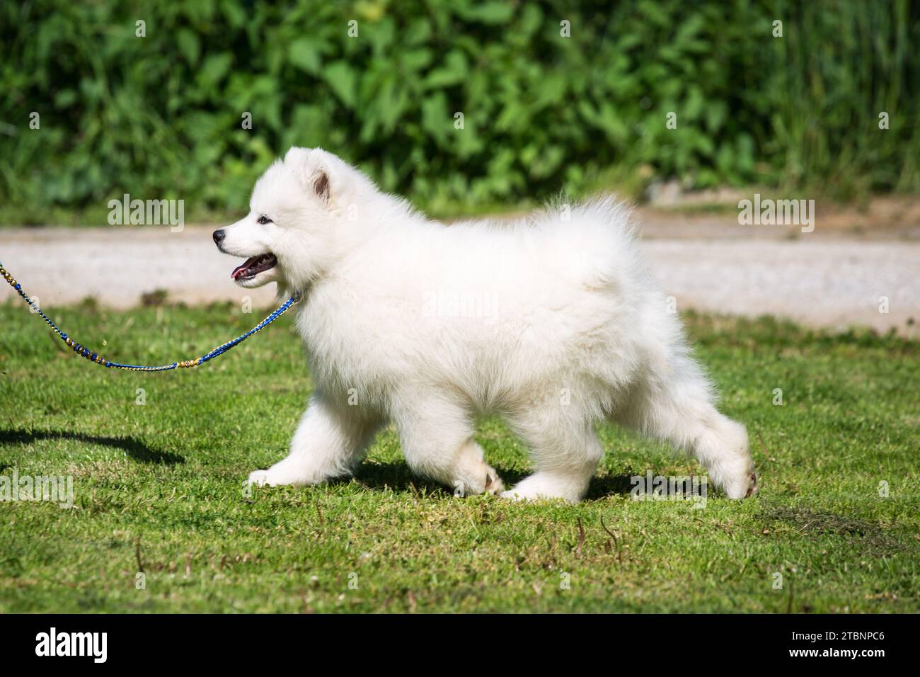 Nordic dog show hi-res stock photography and images - Alamy