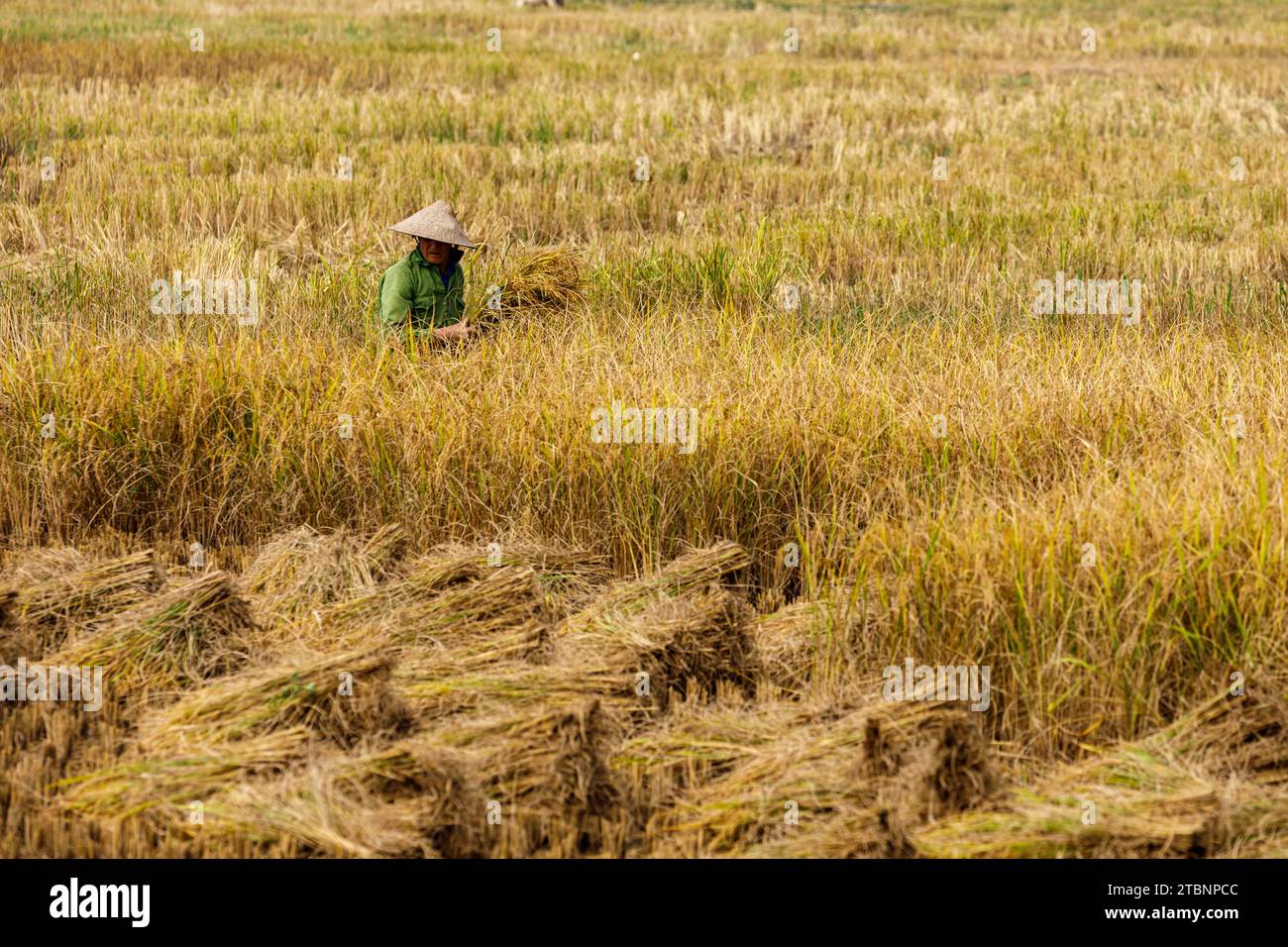 The Rice Harvest in the Bac Son Valley in Vietnam Stock Photo - Alamy