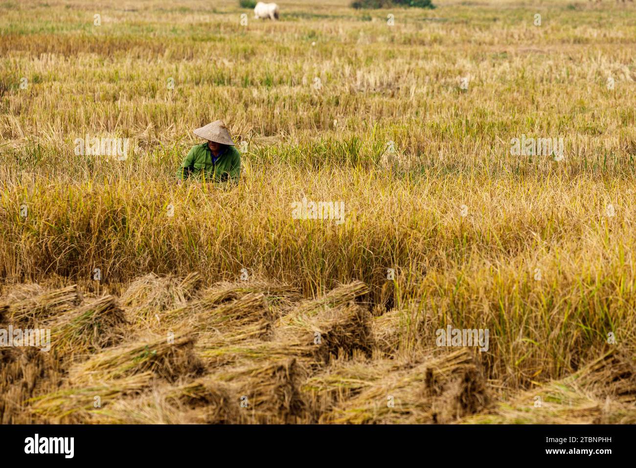 The Rice Harvest in the Bac Son Valley in Vietnam Stock Photo - Alamy