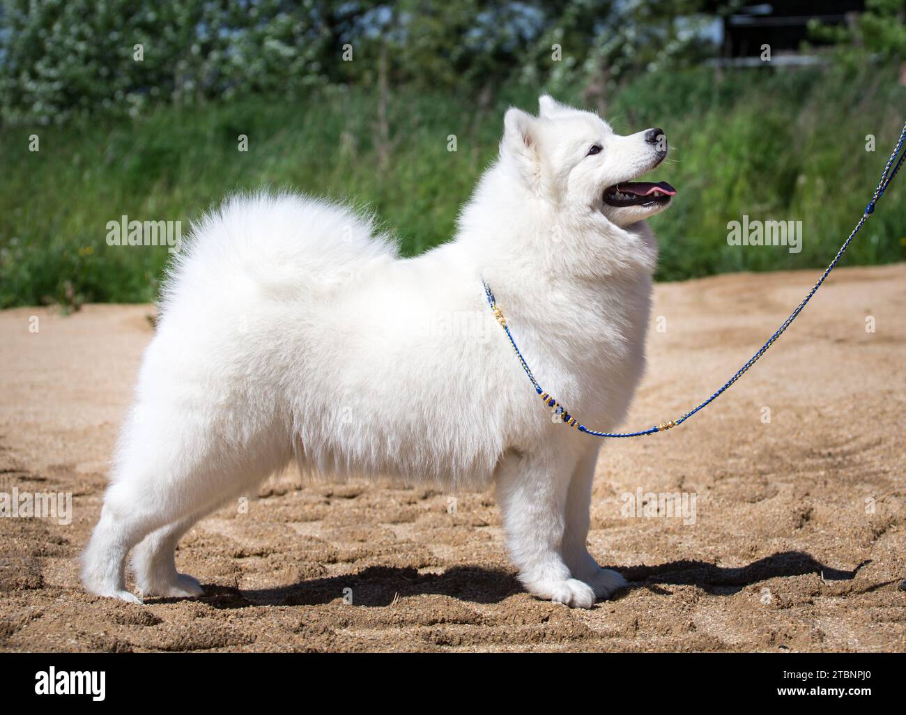 White show dog hi-res stock photography and images - Alamy