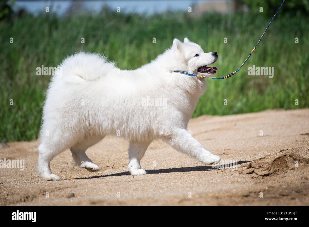 Female samoyed hi-res stock photography and images - Alamy