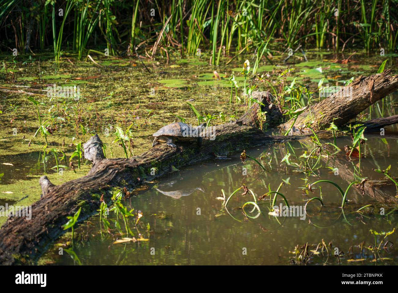 A Turtle in the Wetlands at Cuyahoga Valley National Park in Ohio, USA ...