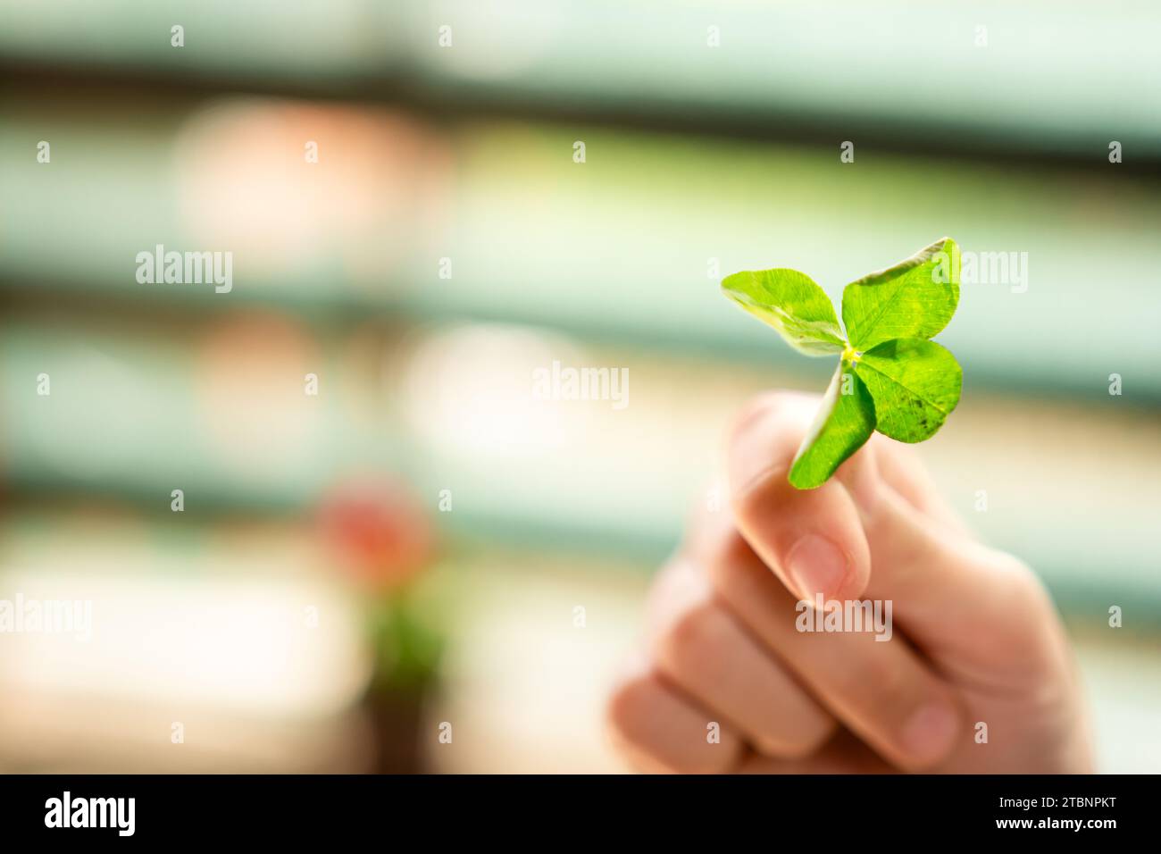 Four leaf clover one hand hi-res stock photography and images - Alamy