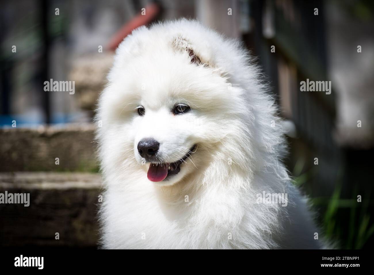 Samoyed dog hi-res stock photography and images - Alamy