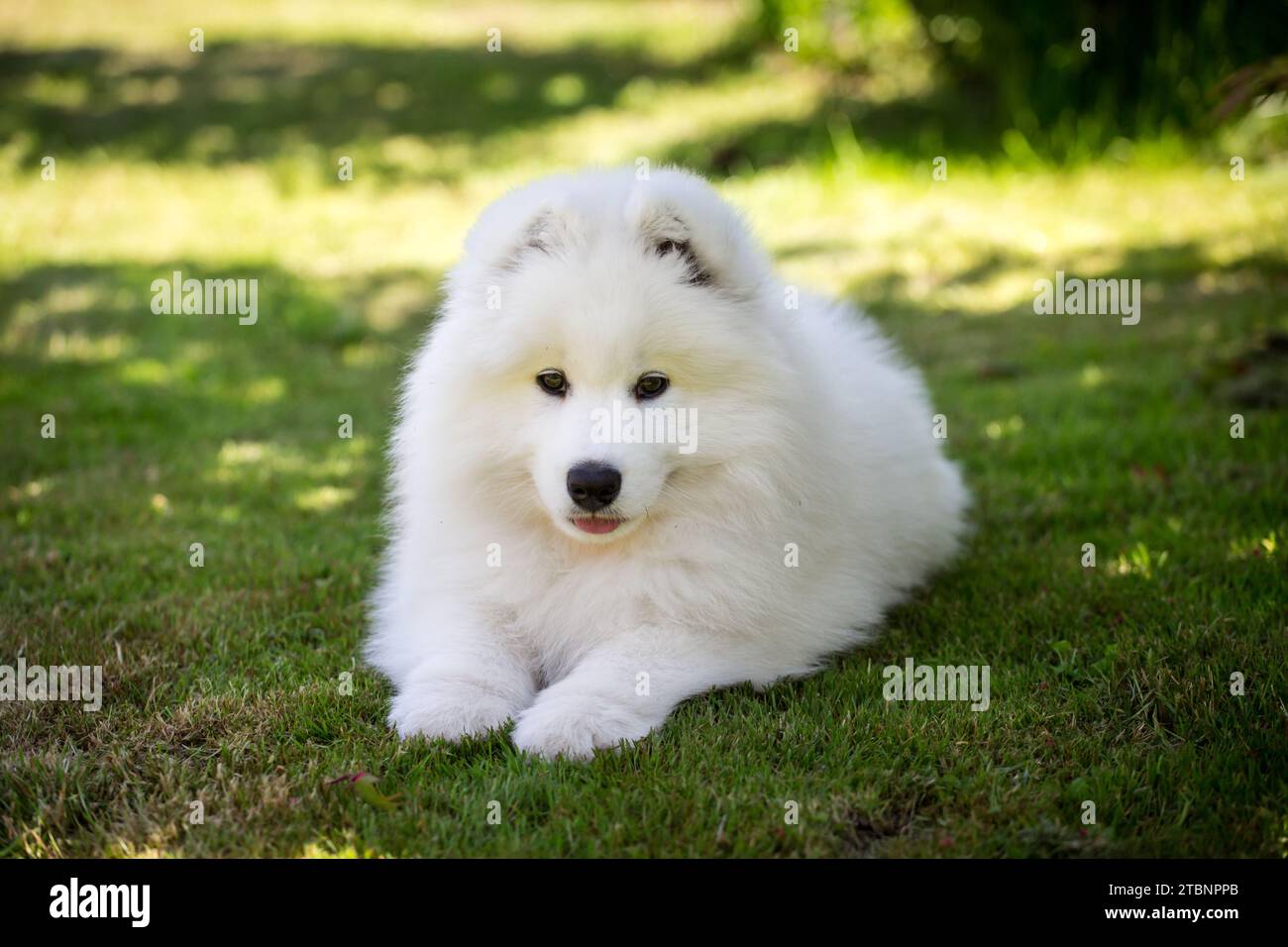 Lying samoyed hi-res stock photography and images - Alamy