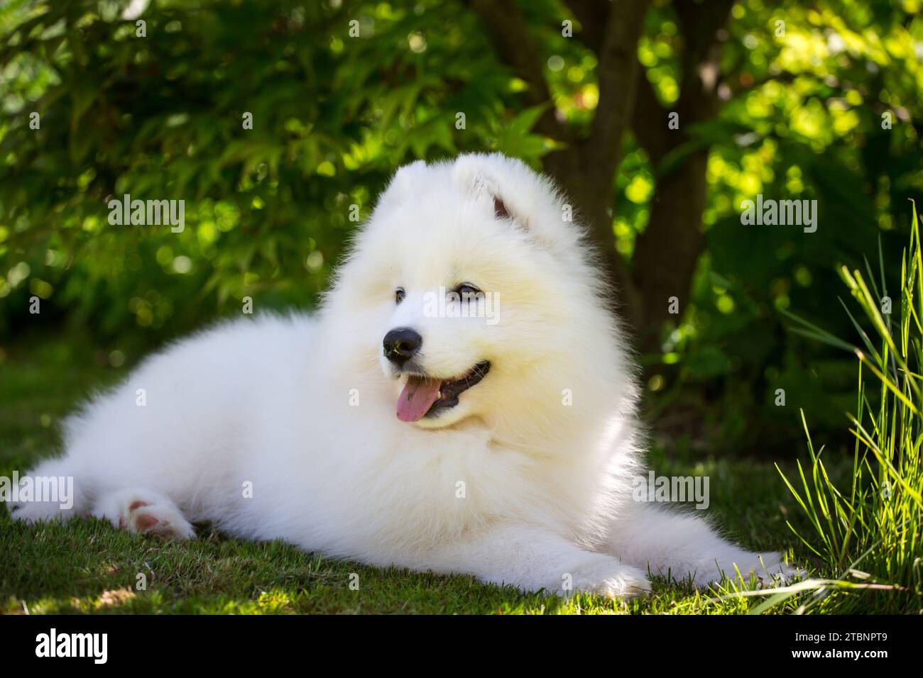 Samoyed dog puppy Stock Photo - Alamy