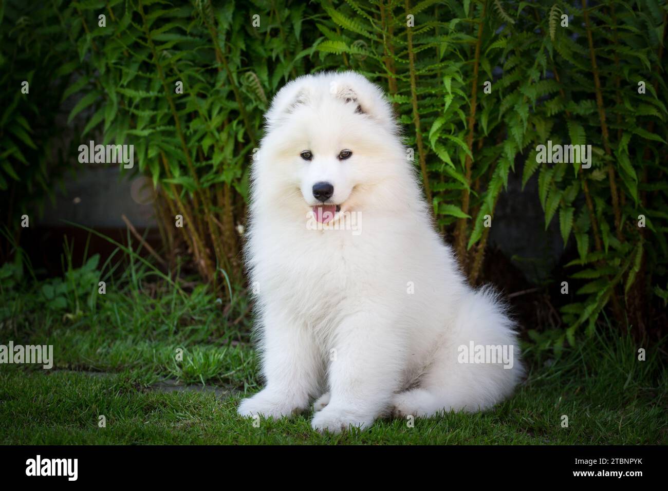 Samoyed puppy hi-res stock photography and images - Alamy