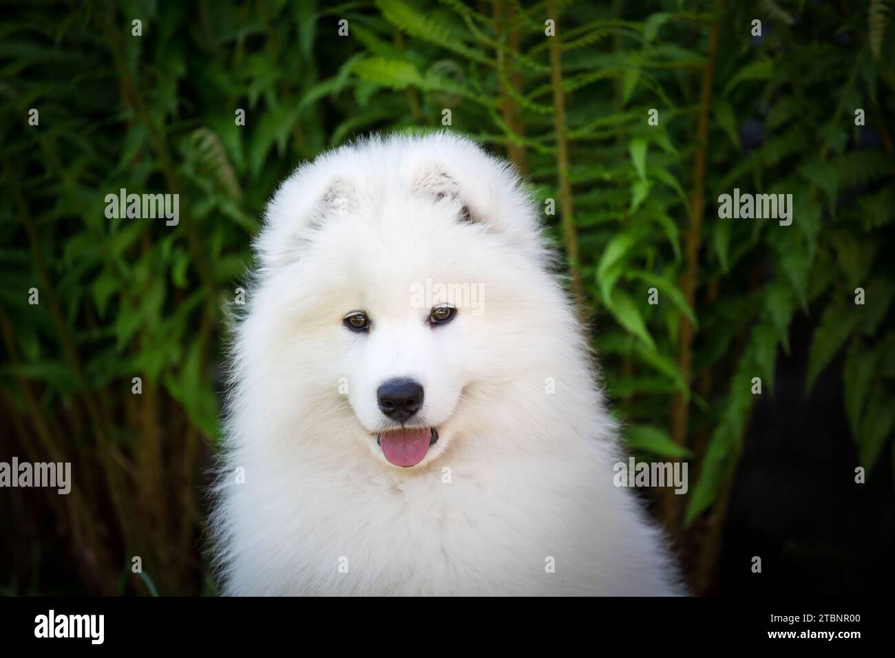 Samoyed dog puppy Stock Photo - Alamy